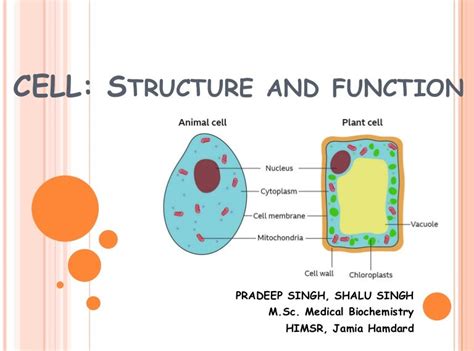 Cell Structure And Function