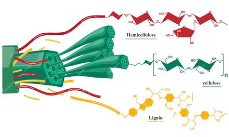 Hemicellulose Springerlink