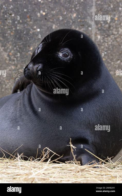 Atlantic Grey Seal Halichoerus Grypus Black Melanistic Pup Norfolk