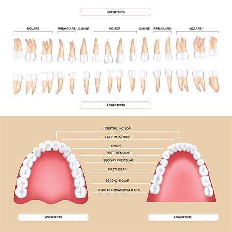 620 Bicuspid Tooth Stock Illustrations Royalty Free Vector Graphics