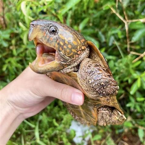 Chinese Big Headed Turtle Platysternon Megacephalum Happyforeststore