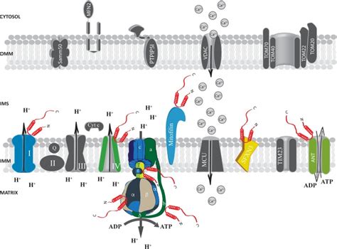 The Close Encounter Between Alpha Synuclein And Mitochondria Pmc