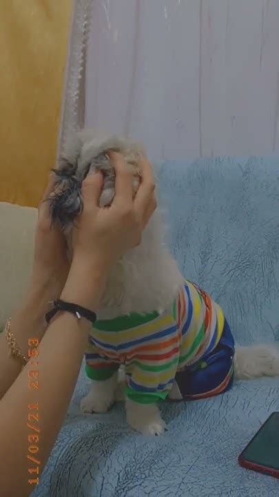 Ce Eee Eeee Habibi Youtube