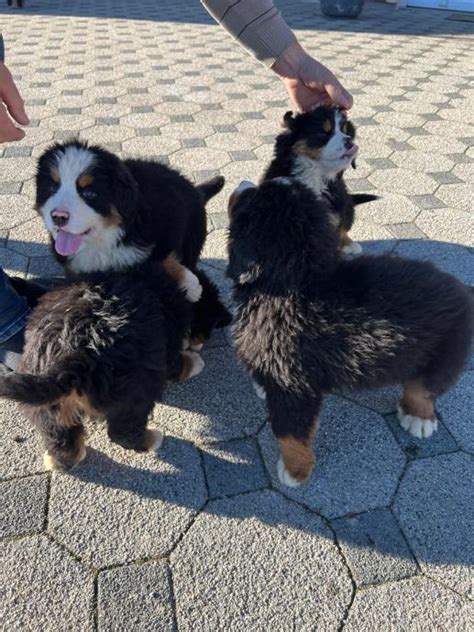 Stenci Bernskog Planinskog Psa
