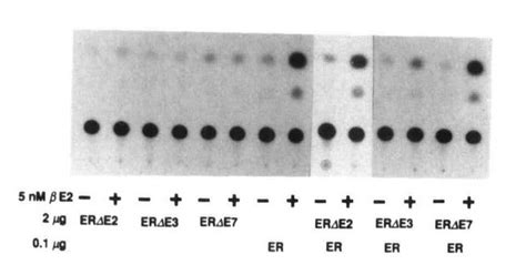 Effects Of Alternatively Spliced Isoforms Of Human Ers On The