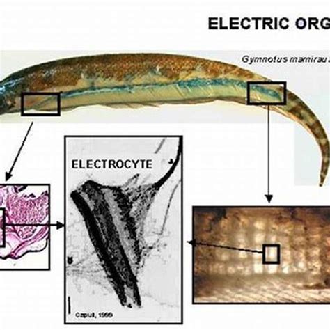 Why Does Fish Use Bioelectricity Diy Seattle