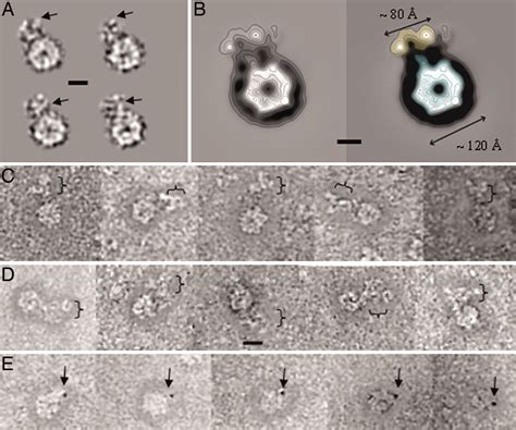 Structural Insights Into The P97 Ufd1 Npl4 Complex Pnas