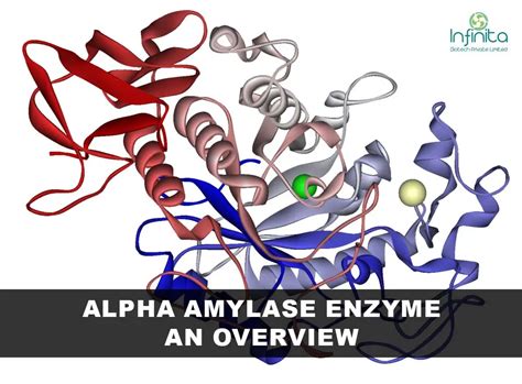 Salivary Amylase