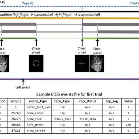 schematic diagram of the temporal organization of events two trials of