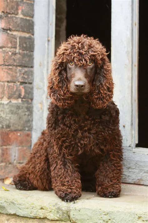 Irish Water Spaniel Dog Breed Information Pictures Characteristics