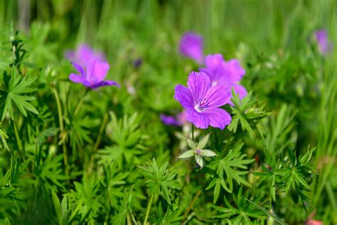 Geranium Wild Geranium Maculatum Earthbeat Seeds