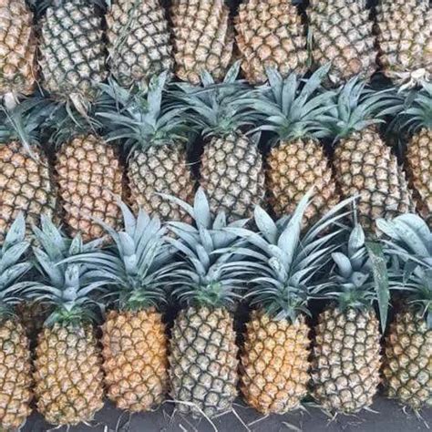 A Grade Pineapple At Rs 48kg In Gurugram Id 2852587448248