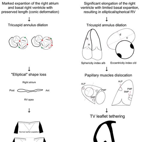 Differences In Anatomical And Structural Findings According To Download Scientific Diagram