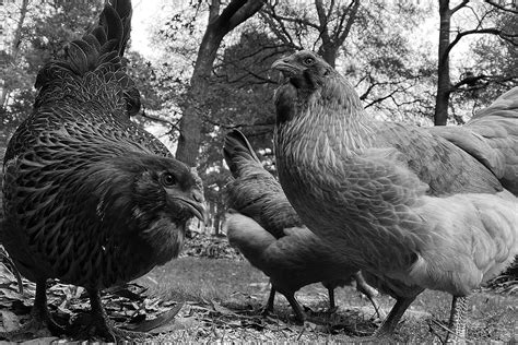 The Chicken Equation The Sun Magazine