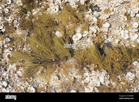 Dilophus Fasciola Or Dictyota Fasciola Is A Brown Alga Surrounded By