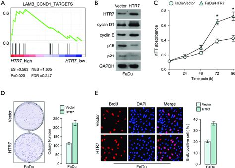5 Hydroxytryptamine Receptor 7 Htr7 Overexpression Promotes Laryngeal Download Scientific