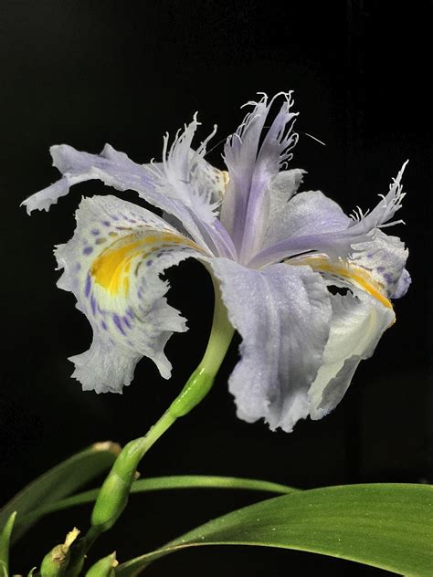 超过 2000 张关于“flor Celeste”和“面粉”的免费图片 Pixabay