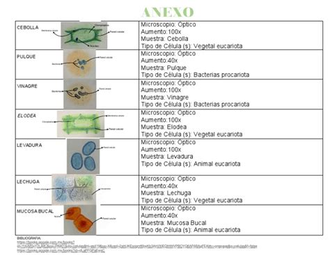 Tabla De Estructuras Y Bibliografía Pdf