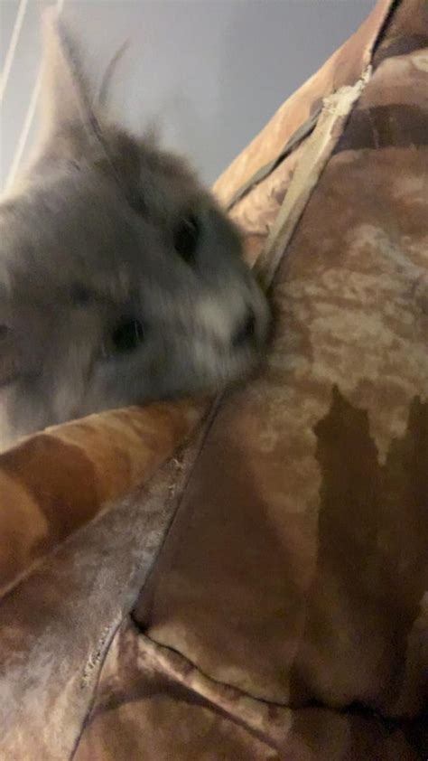 My Kittys Being Silly R Sillycats