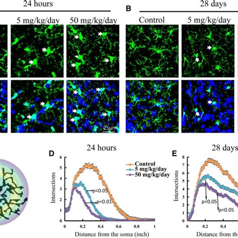 Repeated Tdcpp Exposure For 28 Days Led To Apoptosis In Mouse