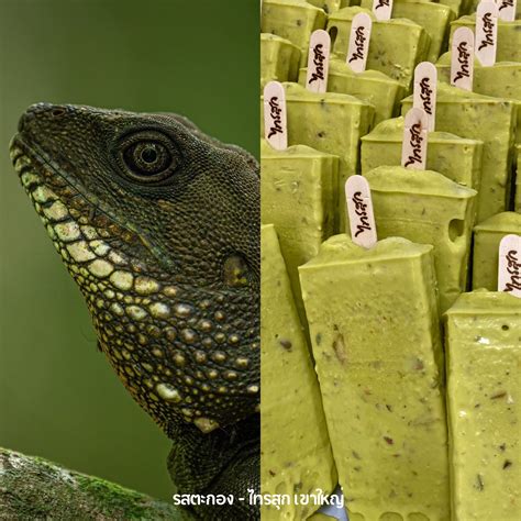 ไทรสุก Sai Sook Khao Yai Wildlife Learning Ground And Local Treats Added A New Photo — At ไทรสุก