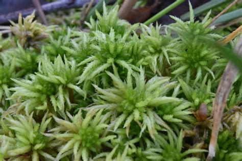 Spiky Bog Moss Naturespot