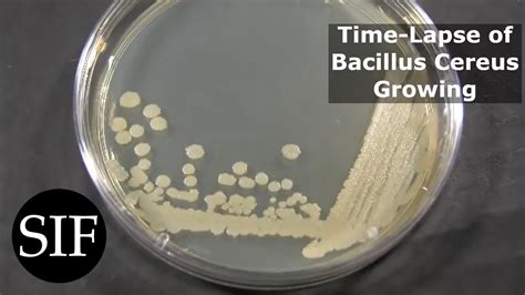 Time Lapse Of Bacteria Bacillus Cereus Growing In Petri Dish Youtube