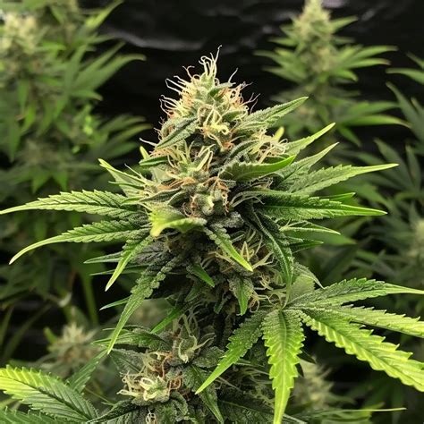 Autoflower Cannabis Seeds Faq Everything You Need To Know Wse