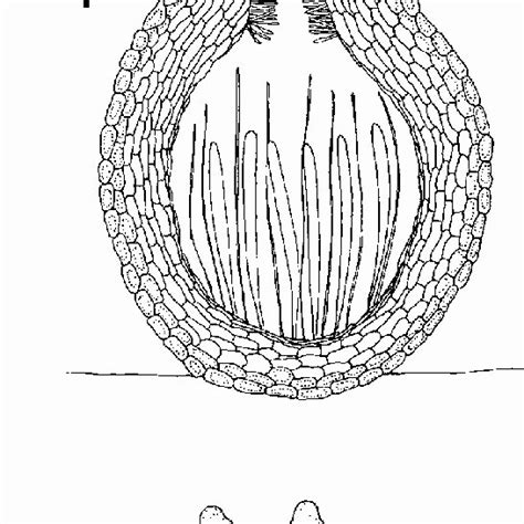 Conioscyphascus Varius A Median Longitudinal Section Of Perithecium