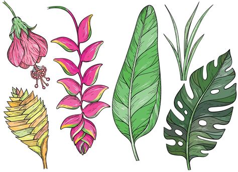 Set Of Hand Drawn Jungle Leaves And Exotic Flowers 46594638 Vector Art