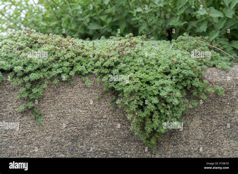 Woolly Thyme Thymus Lanuginosus Creeping Over Stone Wall Planter In