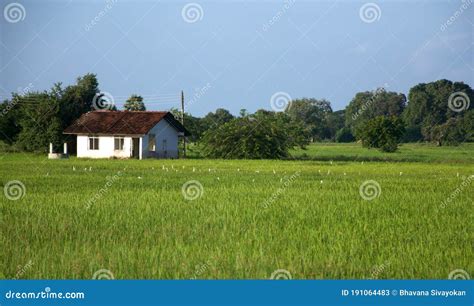 Small House In A Paddy Field Stock Image Image Of Palmyrah Livlihood