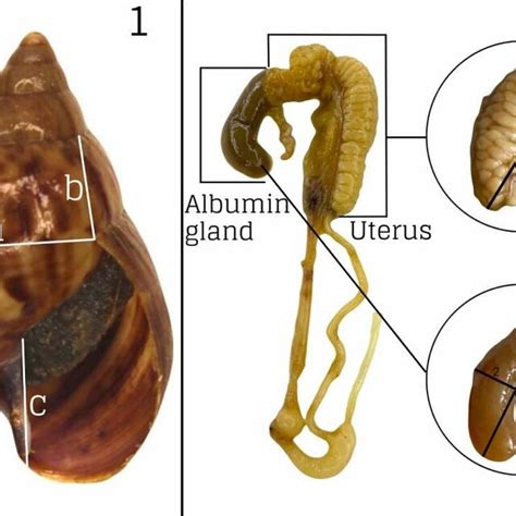 Morphology Of The Shell And Female Reproductive Structures Of The Giant