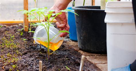 Brew Your Garden Some Compost Tea For Rich Soil Health — Mother Nature