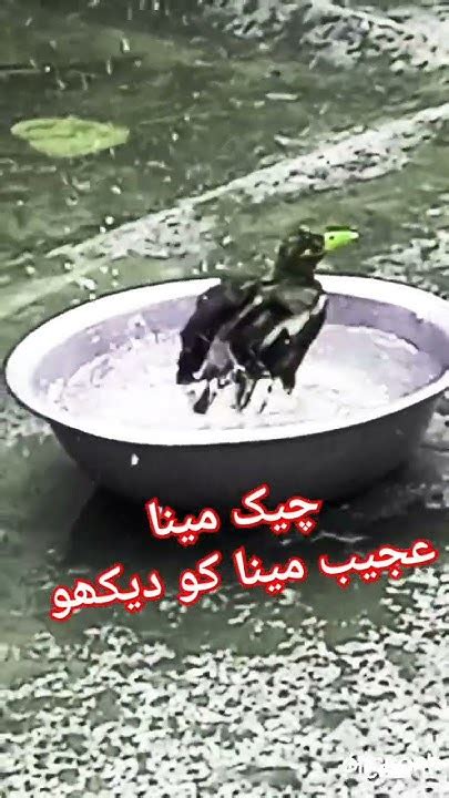 وفادار مینا۔لالی۔۔سخنگو۔۔مرغ مینا۔۔مینا کی باتیں۔۔مینا کی اواز۔۔پرندہyoutubeshortytshorts