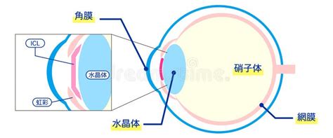 Anatomical Steps Stock Illustrations 53 Anatomical Steps Stock Illustrations Vectors