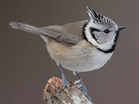 Crested Tit Ebird