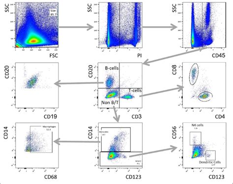 Flow Cytometry Analysis — Example Gating For Major Immune Cell Subsets