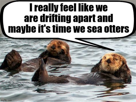 Otter Memes And S Imgflip