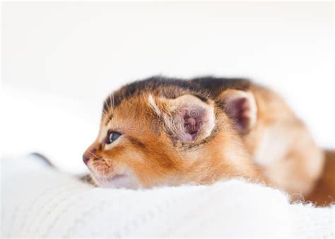 Small Little Newborn Kitty Wild Colored Kittens Of Abyssinian Cat Breed Lie Sleep Sweetly On