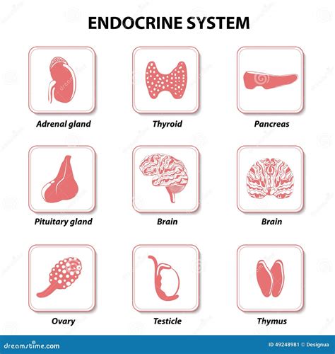 Endocrine System Set Icons Stock Vector Illustration Of Function Anterior 49248981