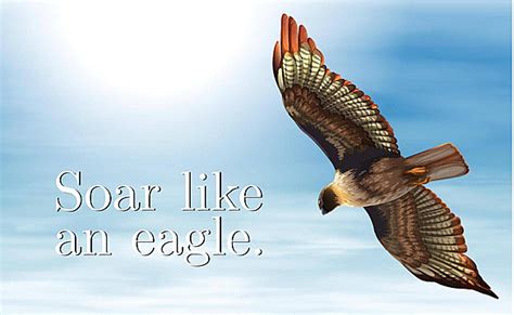 Eagle Simile Feather Fly Vector Simile Feather Fly Png And Vector