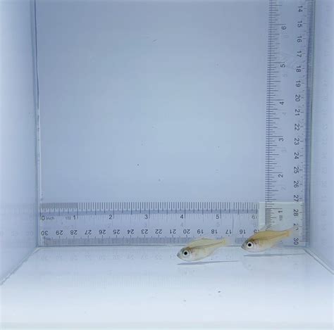 Long Spine Cardinal Fish Duo Aquarium Pond Water Plants And Fish