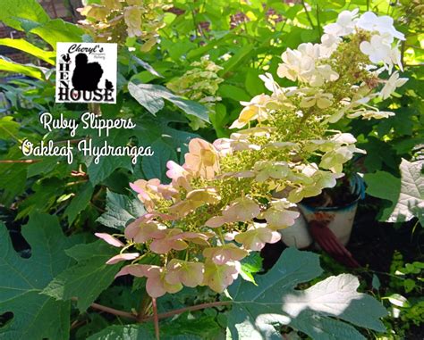 Ruby Slippers Oakleaf Hydrangea Shrub Etsy