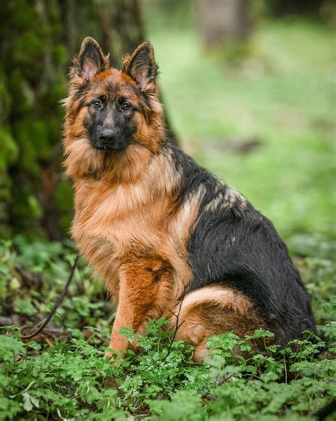 Zeeva Vom Tiltonhaus Tiltonhaus German Shepherds