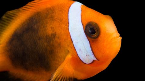 Clownfish National Geographic National Geographic