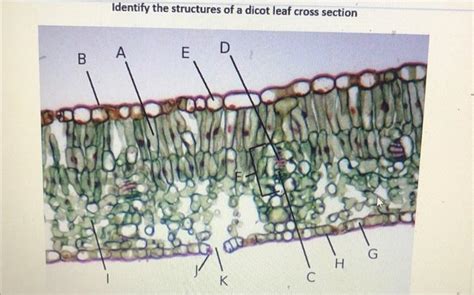 Solved Identify The Structures Of A Dicot Leaf Cross Section