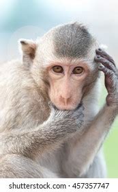 92 Thousand Monkey Putting Hands On Head Royalty Free Images Stock