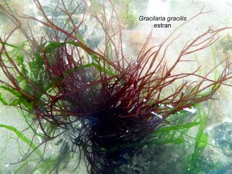 Gracilaria Gracilis [organismes Marins]