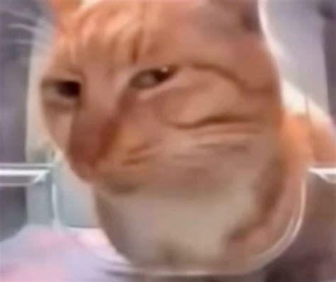 Sus Cat
